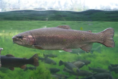Trucha Arcoiris Oncorhynchus Mykiss
