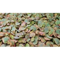 Phyllanthus fluitans - Червено плаващо растение Филантус