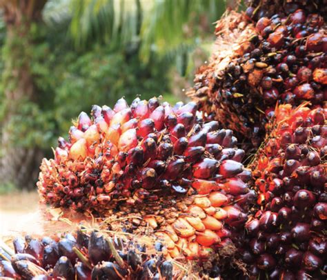 Oil Palm Plantations Are Not ‘forests The Borneo Project