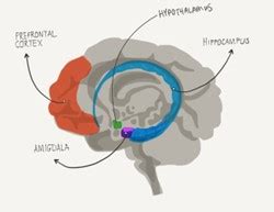 Effects Of Trauma On The Brain