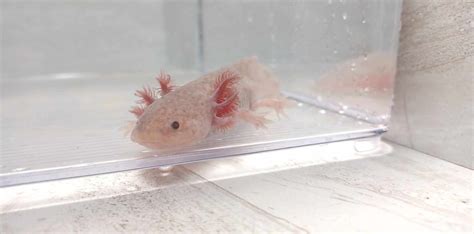 The Missing Link Copper Axanthic Mysite