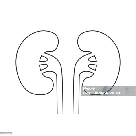 플랫 모던 디자인 라인 아이콘 Kindeys 현대 평면 스타일 기호의 벡터 개선에 대한 스톡 벡터 아트 및 기타 이미지 개선 건강관리와 의술 건강한 생활방식 Istock