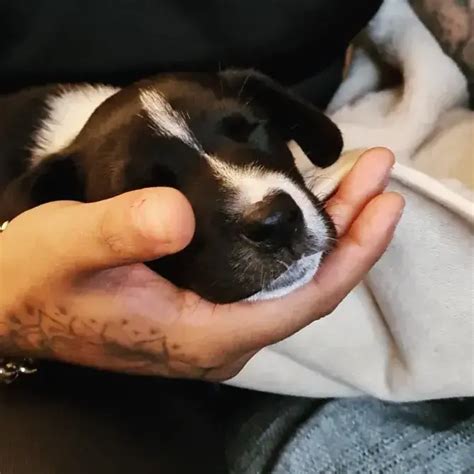 Oreo Siberian Husky Purina