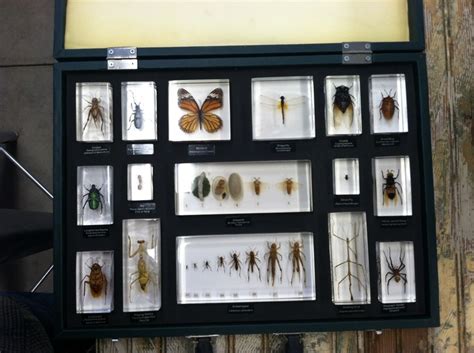 Bugs In Resin Taxonomy Bug Collection Insect Jewelry Display Design