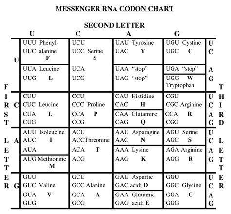 Solved Consider The Following Mrna Transcript 5 Ucugaugggcugagua 3