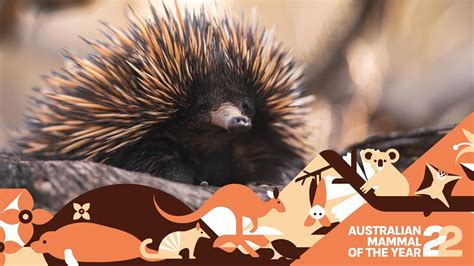 Short Beaked Echidna Like The Spikes Cosmos Education