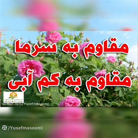 درآمد میلیاردی از کشت گل محمدی بدون خار در تربت حیدریه