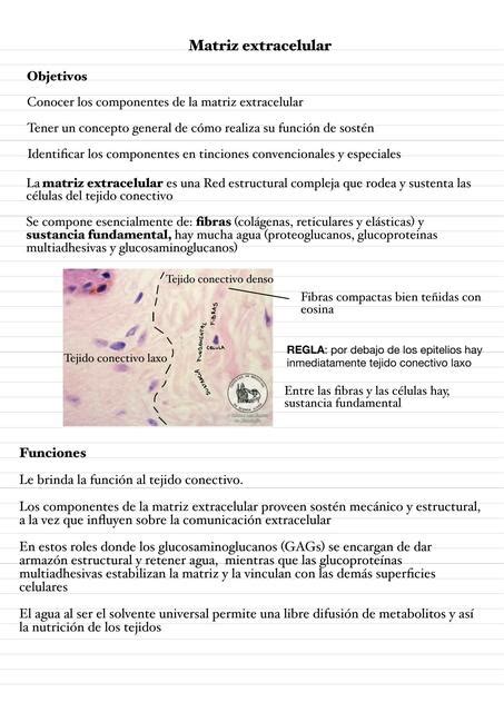 Matriz Extracelular Carolina Udocz