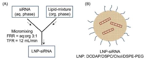 A Schematic Illustration Of The Formulation Of Lnp Sirna Following Download Scientific