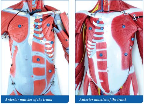 Trunk Anterior Diagram Quizlet