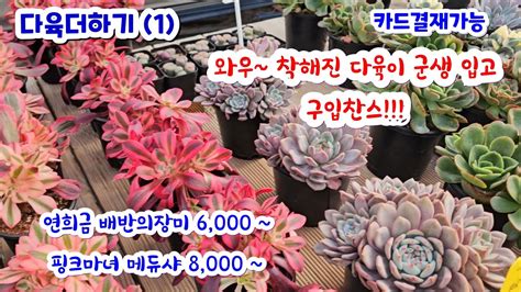 다육더하기1 6000원 ~ 요즘 작은 군생 에오니옴 대세 ~ 예쁜 수형 군생 다육이 이 가격이라면 구입찬스 로사로아