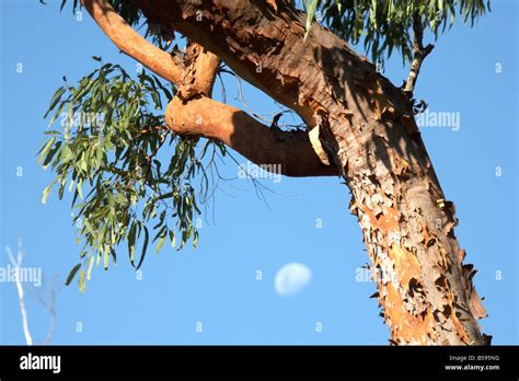 Red Gum Eucalyptus Bark Peeling Hi Res Stock Photography And Images Alamy