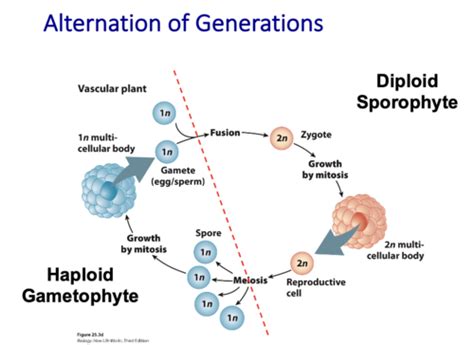 Bio 165 Lecture 6 Eukaryote Flashcards Quizlet