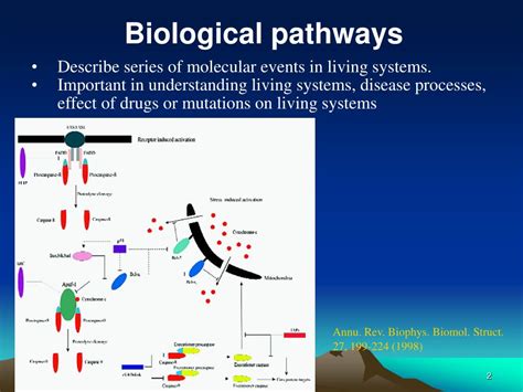 Ppt Biological Pathways Powerpoint Presentation Free Download Id