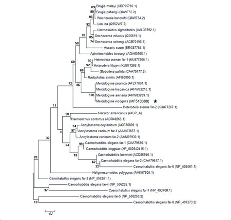 Maximum Likelihood Phylogenetic Tree Of 34 Fatty Acid And