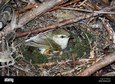 Phylloscopus Trochiloides The Nest Of The Greenish Warbler In Nature