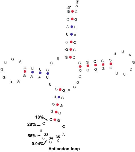 Cleavage Sites Of Trnas The Cloverleaf Structure Of Download Scientific Diagram