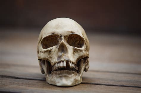 나무 배경에 있는 인간의 두개골은 부드러운 빛으로 비춰집니다 과학에 대한 스톡 사진 및 기타 이미지 과학 머리 목재 재료 Istock