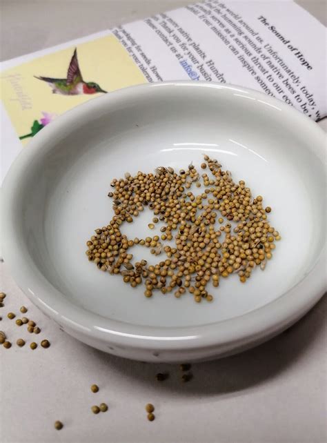 Hundredfold 500 Prairie Dropseed Grass Seeds Sporobolus Heterolepis