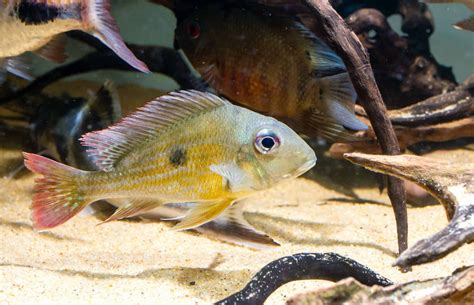Geophagus Altifrons Care Size Tank Mates And Types Fish Laboratory