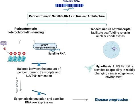 Wires Rna Wiley Online Library