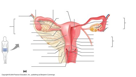 Uterus Diagram Quizlet