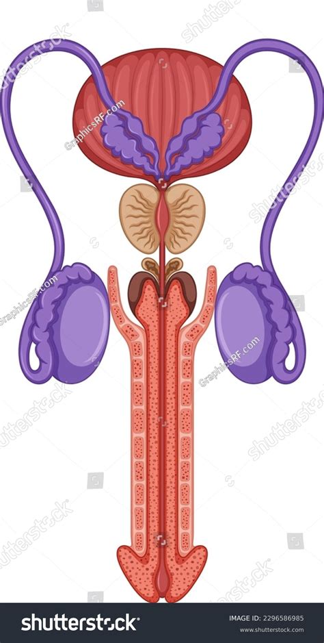 Inside Male Reproductive System Illustration Stock Vector Royalty Free