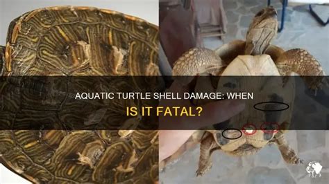 Aquatic Turtle Shell Damage When Is It Fatal Petshun
