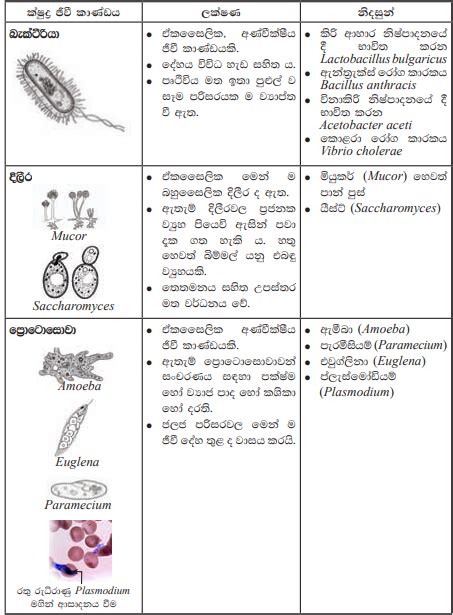 ක්ෂුද්‍ර ජීවීන්ගේ භාවිත Edira Tutor