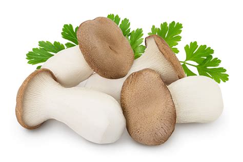 굴 버섯 왕 또는 에링기 클리핑 경로와 필드의 전체 깊이와 흰색 배경에 고립 계절에 대한 스톡 사진 및 기타 이미지 계절