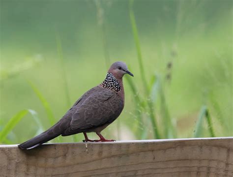 Spotted Dove Birdlife Australia