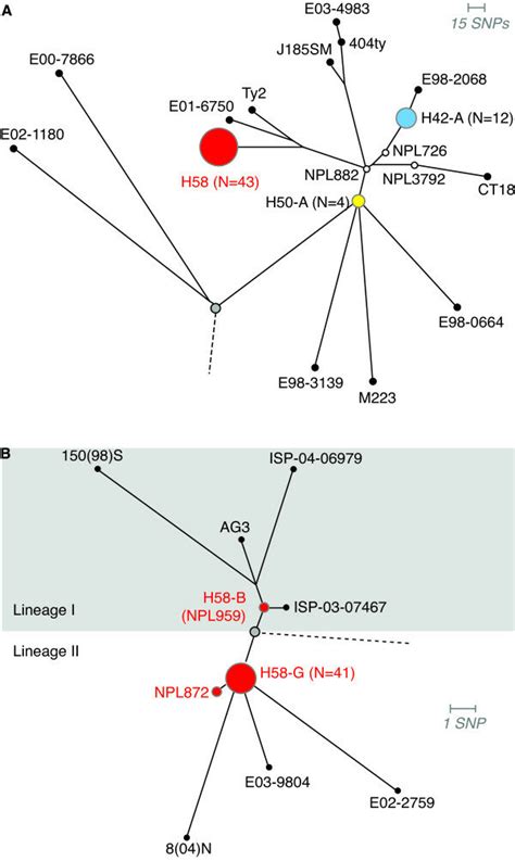 phylogenetic trees based upon snps demonstrating the relationship of
