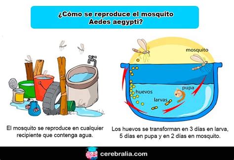 🥇【 ¿quÉ Es El Zika 】 ️ Síntomas Tratamiento Prevención