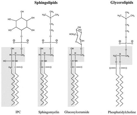 Role Of Sphingolipids In Microbial Pathogenesis Pmc