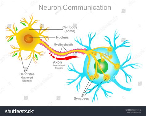 Neuron Communication Blue Yellow Neuron Signal Stock Vector Royalty