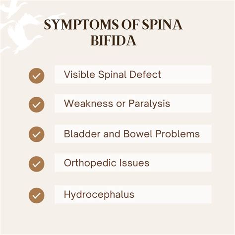 Spina Bifida Causes Risk Factors Symptoms Treatment