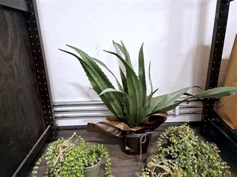 Netauktion Växter Fejk