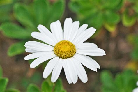 How To Grow And Care For Montauk Daisies