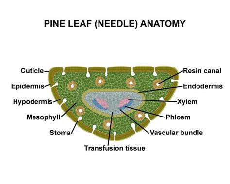 Pine Leaf Needle Anatomy Stock Illustration Illustration Of Biology 51040841