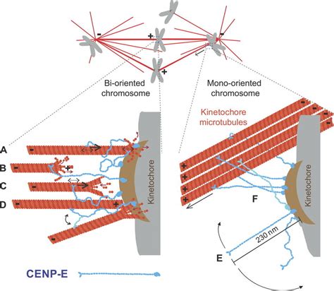 A Model For Cenp E As A Motile Flexible Tether For Kinetochore Download Scientific Diagram