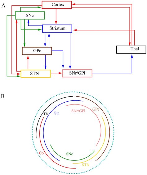 A Is A Schematic Representation Of Coarse Connectivity In Cstc Download Scientific Diagram