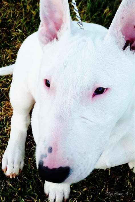 불 테리어 성격 및 특징 개성 있는 외모를 가진 견종 비마이펫 라이프