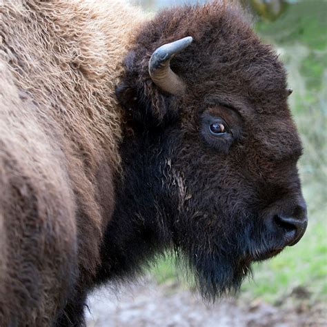 Wyoming State Mammal American Bison