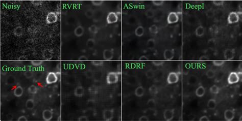 논문 리뷰 Unsupervised Microscopy Video Denoising
