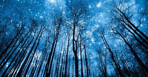 Vivek Gupta On Linkedin The Forest Of Vivek Kumar Gupta