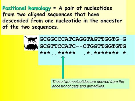 PPT ALIGNMENT OF NUCLEOTIDE AMINO ACID SEQUENCES PowerPoint Presentation ID