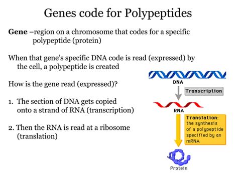 Introduction To DNA PPT Genetics Science