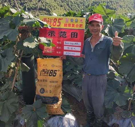 畝產2萬斤，畝收益破萬元！台山市黑皮冬瓜喜獲豐收 每日頭條
