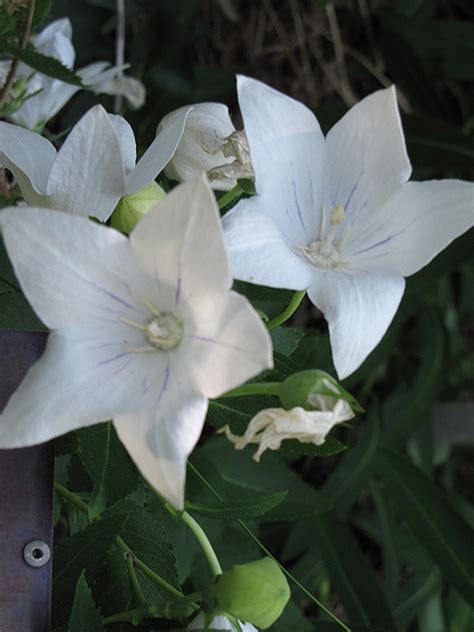 Fairy Snow White Balloon Flower Platycodon Grandiflorus Fairy Snow White In Denver Arvada