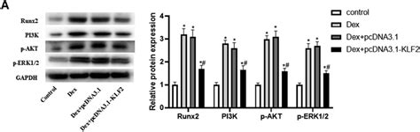 Overexpression Of Klf2 Inhibits Runx2 Mediated Activation Of Pi3kakt